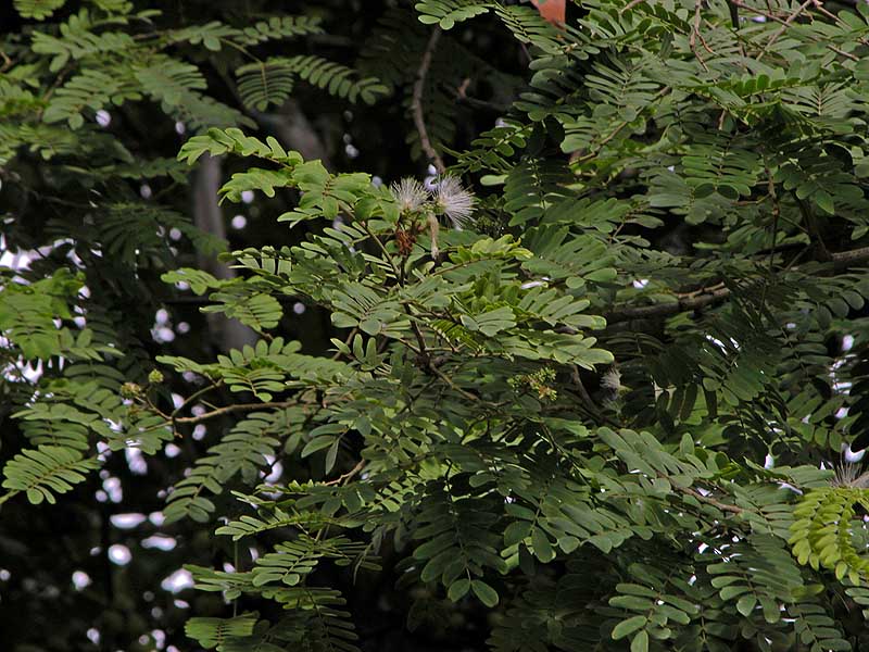 Albizia Odoratissima Eflora Of India